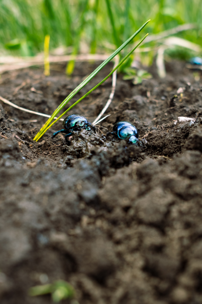 How to Get Rid of Bugs in Garden Soil - Spider Man Natural Pest Control ...
